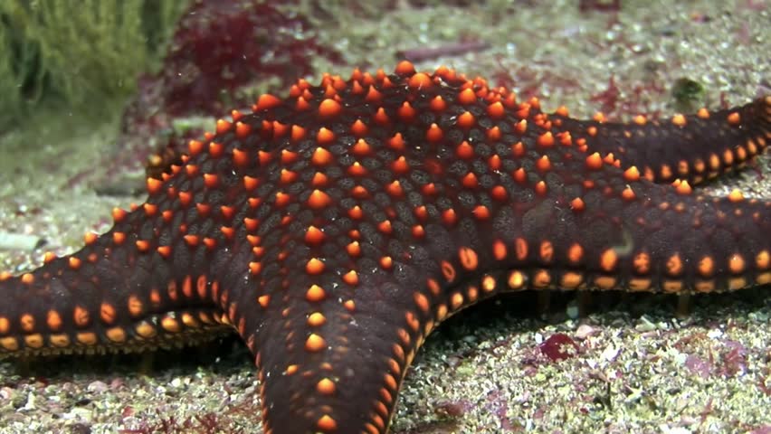 Starfish Macro Video Closeup Underwater On Seabed In Galapagos. Unique ...