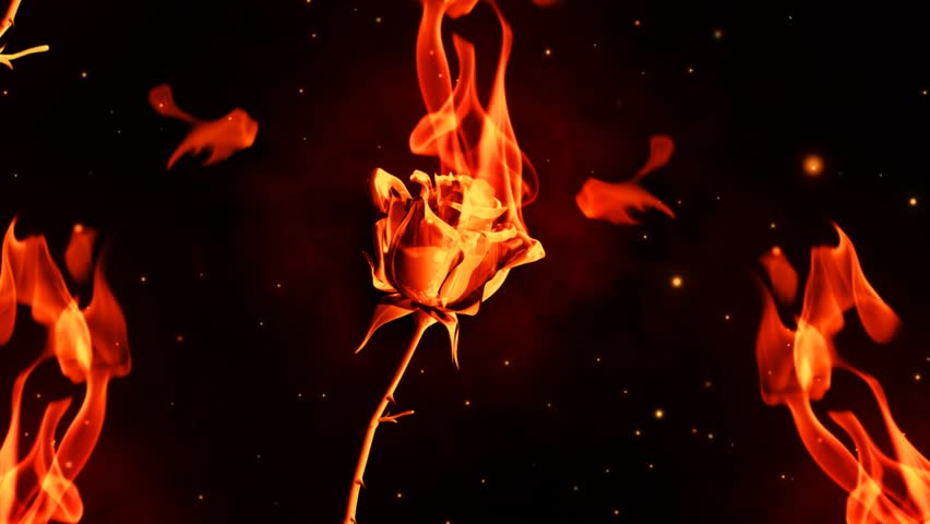 Stockvideo von roses on fire burning rotating | 3245830 | Shutterstock