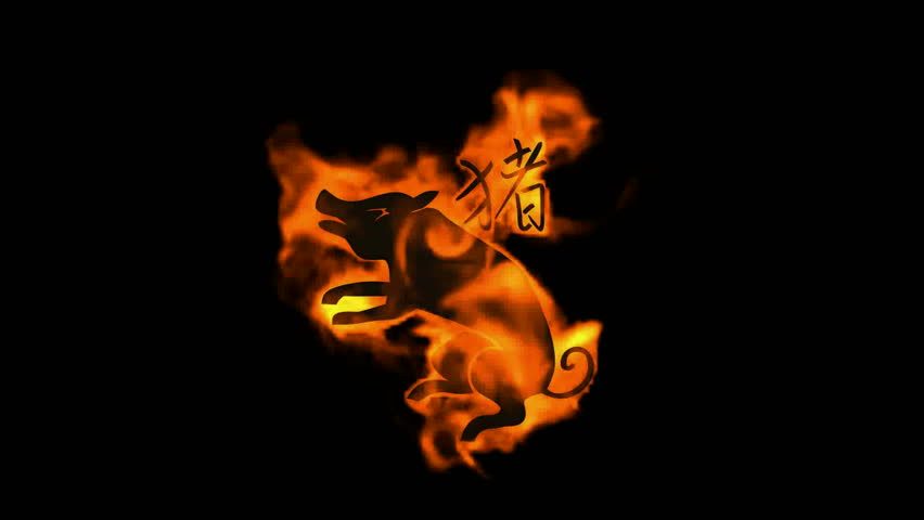 Chinese Zodiac of Fire Pig Stock Footage Video (100% Royalty-free ...
