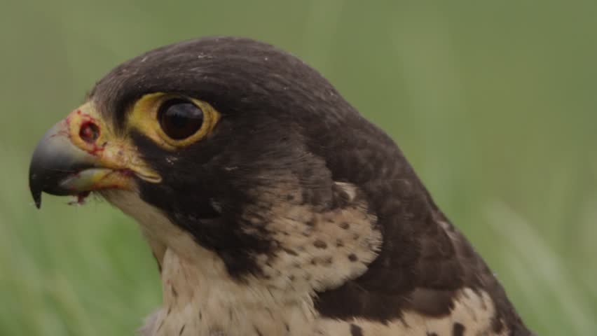 Falcon staring image - Free stock photo - Public Domain photo - CC0 Images