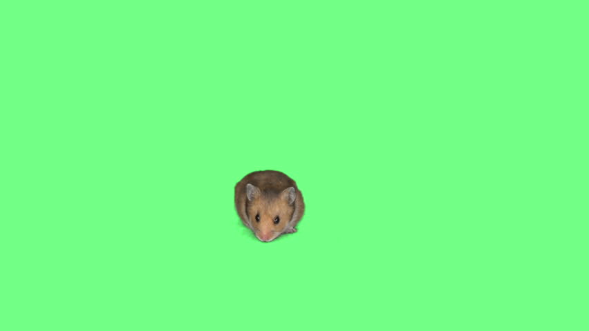 Hamster Is Walking And Sniffing , Chroma Key Stock Footage Video ...