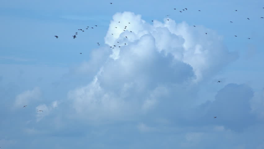 Clouds and Large Flock of Stock Footage Video (100% Royalty-free ...