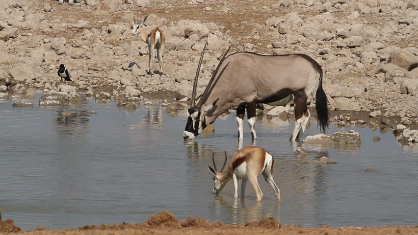 Gemsbok and Springbok Antelopes Drinking Stockvideos & Filmmaterial ...