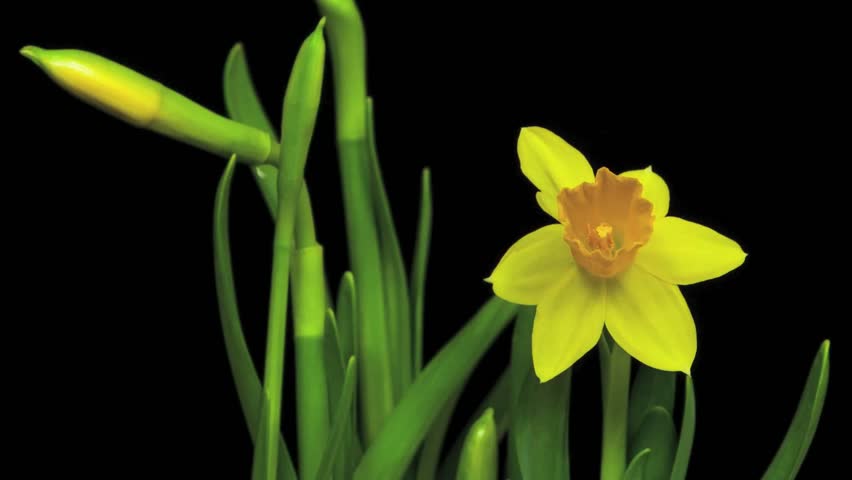 Time-lapse Of Growing And Blooming Brodiaea Flower 1x1 In PNG+ Format ...