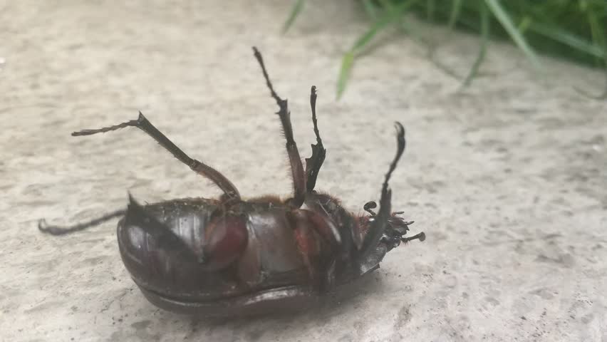 Black Beetle Affected with Poison, Stock Footage Video (100% Royalty ...