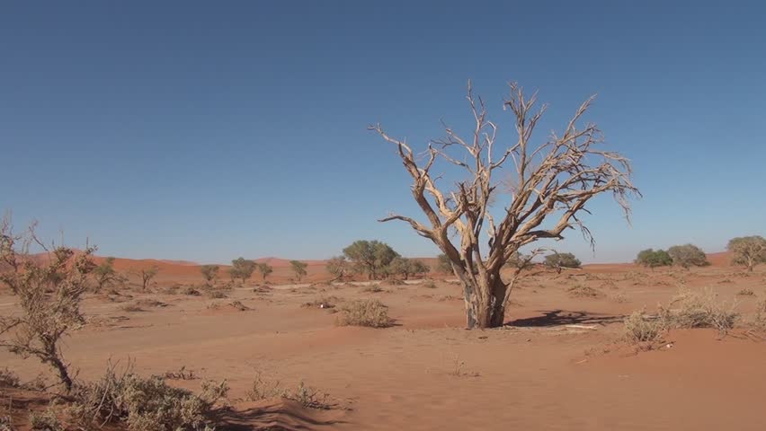 Dry tree in the desert dunes image - Free stock photo - Public Domain ...