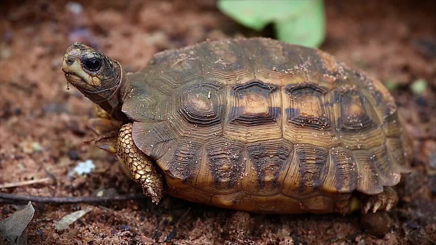 Critically Endangered Flat-tailed Spider Tortoise Stock Footage Video ...