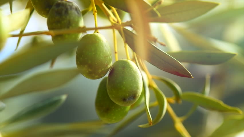 Olives. Ripe Olive On a Stock Footage Video (100% Royalty-free ...
