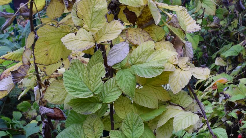 Autumn Raspberry Leaves in the Stock Footage Video (100% Royalty-free ...