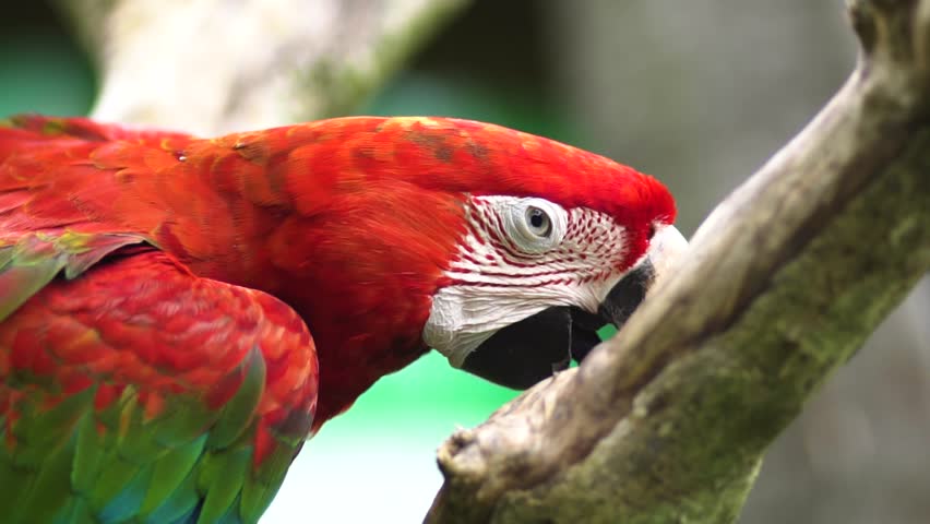 Macaw Bite Tree Trunks Stock Footage Video (100% Royalty-free) 34623370 ...