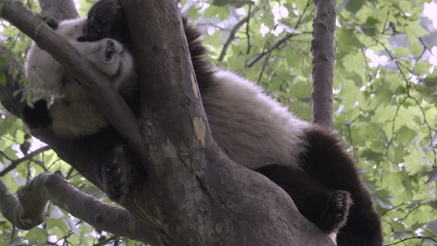 Panda in the trees at Chengdu Panda Breeding center in Sichuan image ...