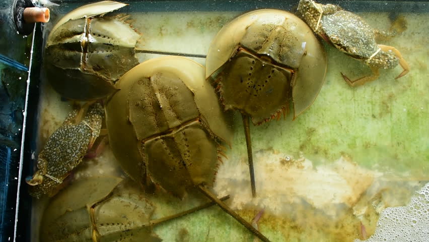 Horseshoe Crab image - Free stock photo - Public Domain photo - CC0 Images