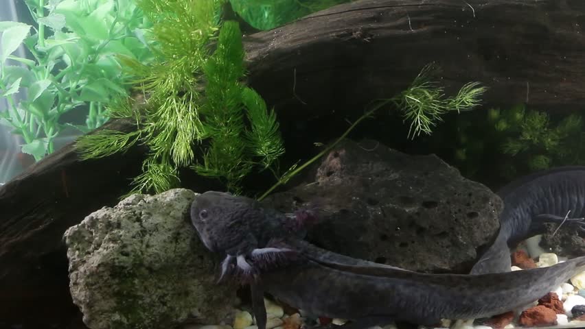 Mexican Axolotl, The Most Mysterious And Promising Neotenic Salamander ...