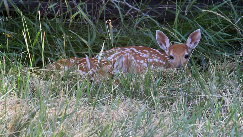 Fawn sleeping on grass image - Free stock photo - Public Domain photo ...