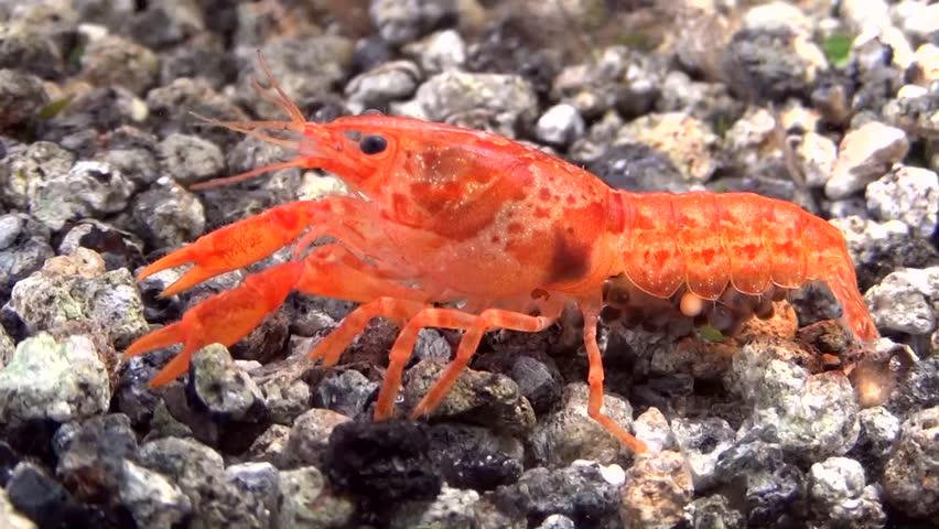 Orange Dwarf Crayfish Stock Footage Video 3521381 | Shutterstock