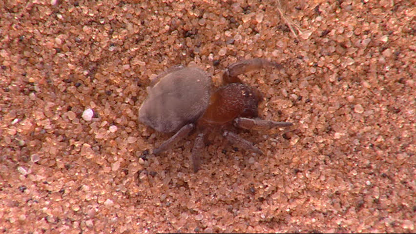 Buck Spoor Spider Stock Footage Video (100% Royalty-free) 3550580 ...