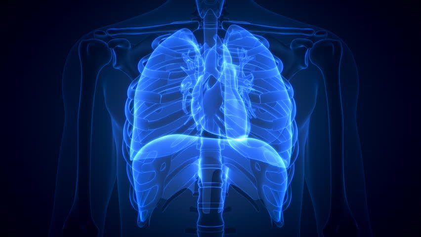 Zoom In To 3D Cg Human Male Close Up Of Chest Wall Thorax See Through ...
