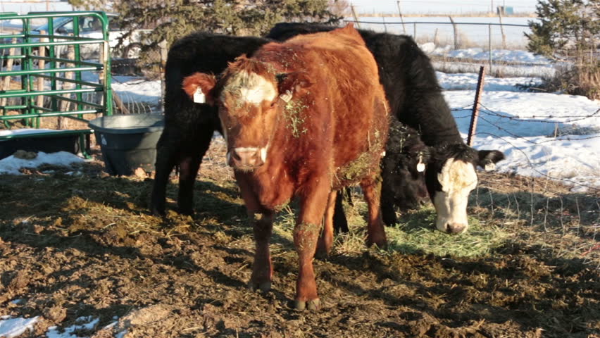 Female Cow in Labor Before Stock Footage Video (100% Royalty-free ...