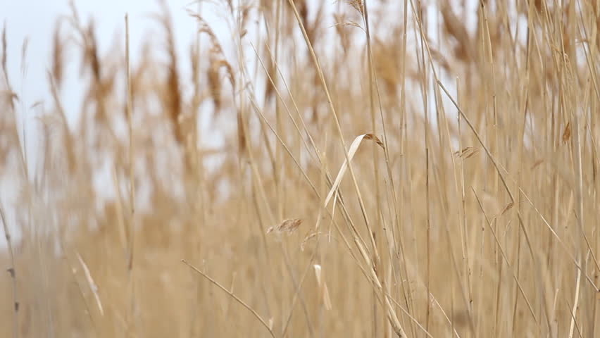 Dried Reed Detail Stock Footage Video (100% Royalty-free) 3588230 ...