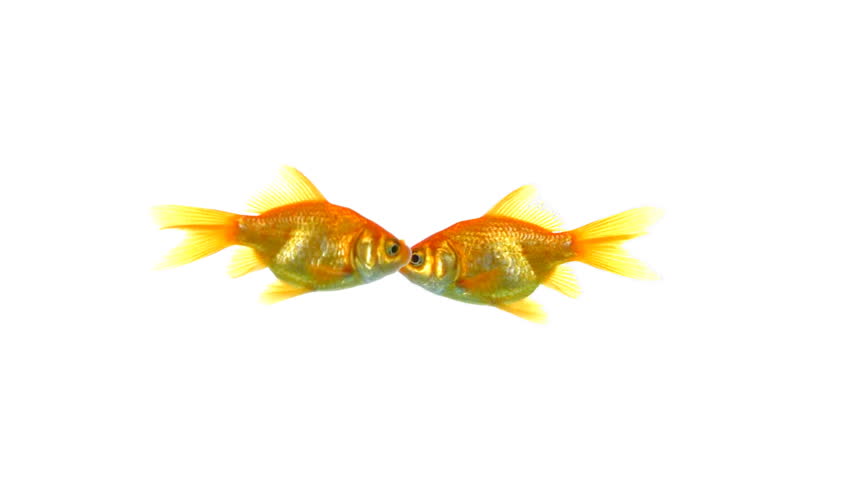 Goldfish Kissing Stock Footage Video 3667067 | Shutterstock