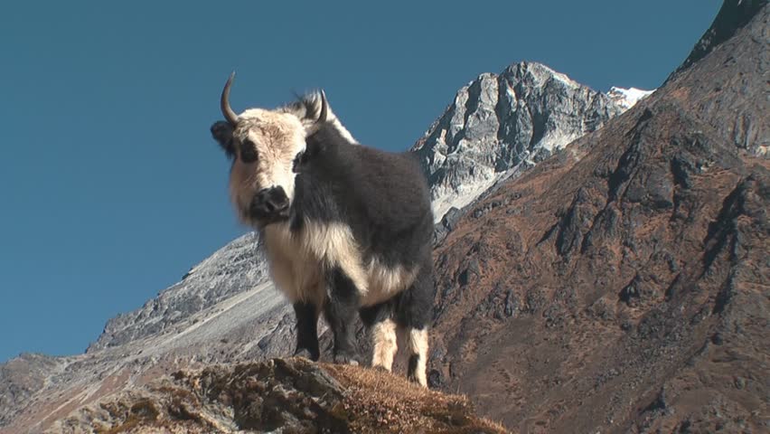 Himalayan Yak Stock Footage Video (100% Royalty-free) 3676880 ...
