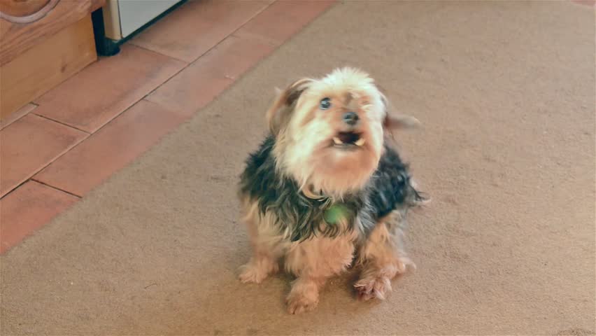 Yorkshire Terrier Dog Excited Barking Stock Footage Video (100% Royalty ...