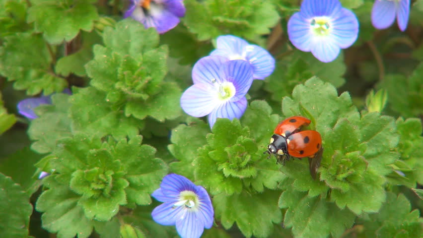 Ladybugs On Field Flowers On Meadow, Walking Ladybird On Lawn, Bug ...