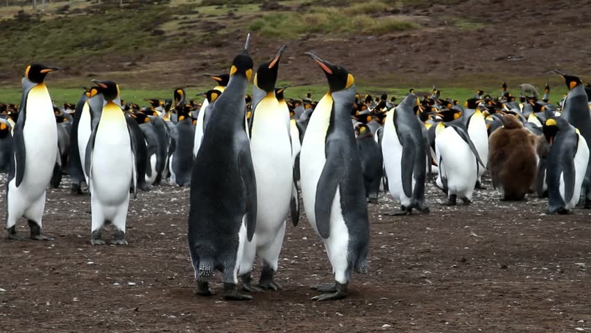 Three King Penguins Standing Together Stock Footage Video 3728732 ...