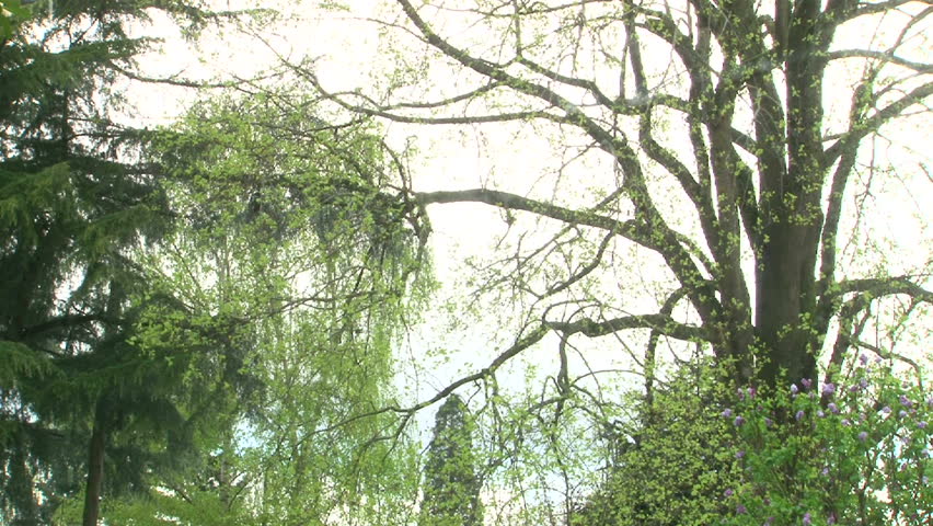 Wind Blowing Forest Trees During Rainy Day Stock Footage Video 34978642 ...
