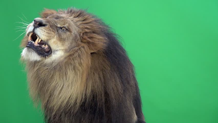 Leon Stock Footage Video | Shutterstock