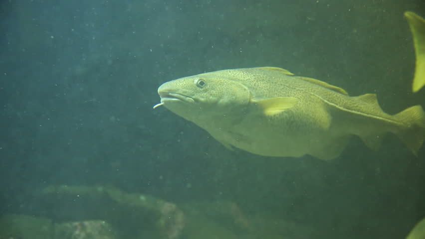 Arctic Cod Fish Swim in Stock Footage Video (100% Royalty-free) 3884450 ...