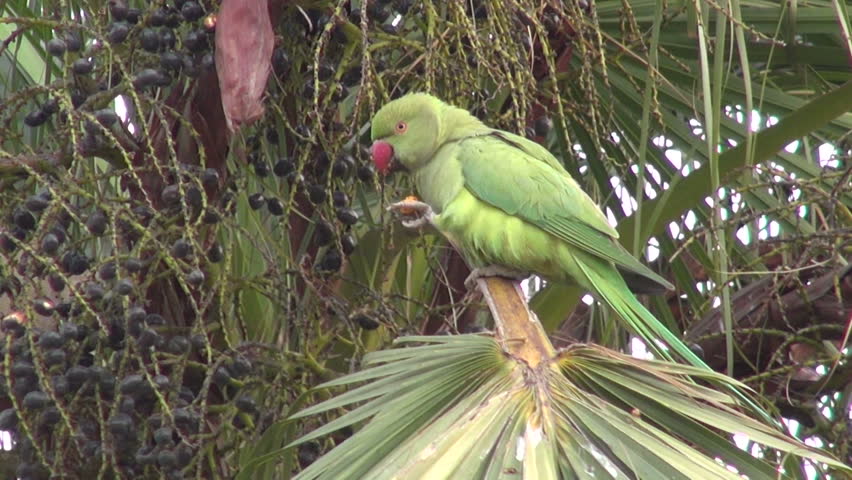 Stock video of one green parrot on palm tree | 3898880 | Shutterstock
