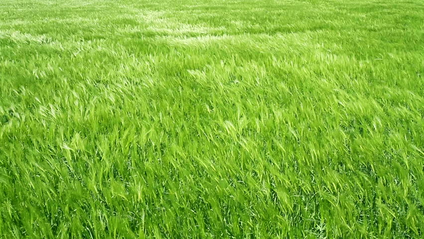 The green pasture. — Steemit
