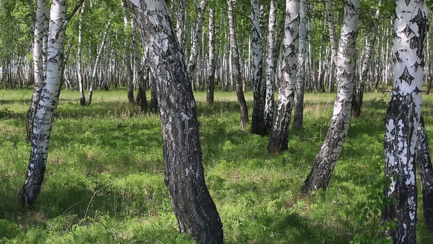 Beautiful Wisteria Blossom Vines Wrap Around Pine Trees Along A Nature ...