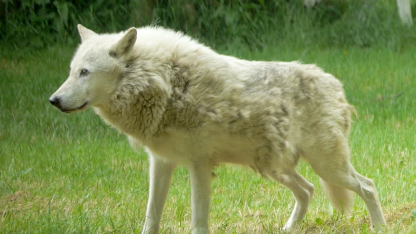 Timber Wolf Prowling Stock Footage Video (100% Royalty-free) 4084960 ...