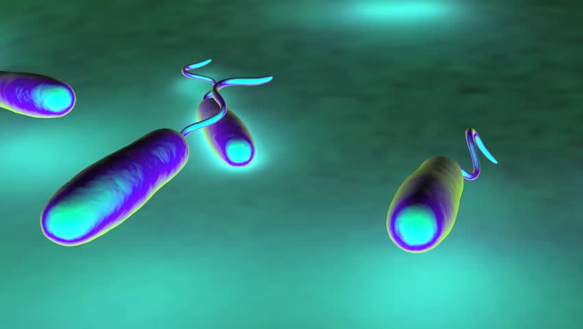Helicobacter Pylori Bacteria, Sem Stock Footage Video (100% Royalty ...