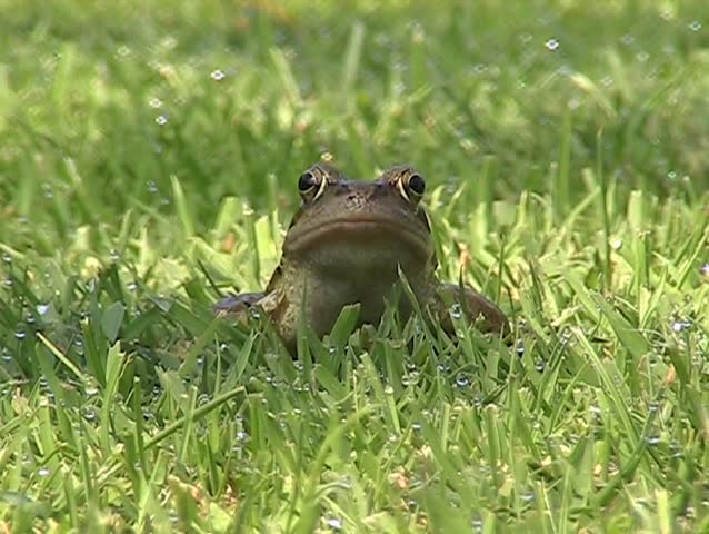 Stock video of common british frog | 41870 | Shutterstock