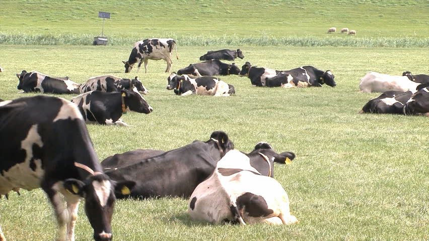 Stock video of rumination. cows in the pasture. looking and | 4291310 ...