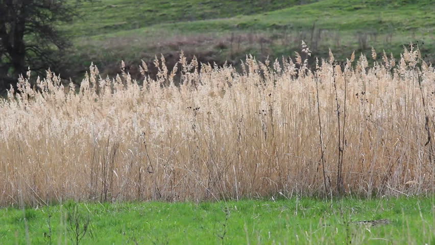 Stock video of dry rush in spring breeze | 4292180 | Shutterstock