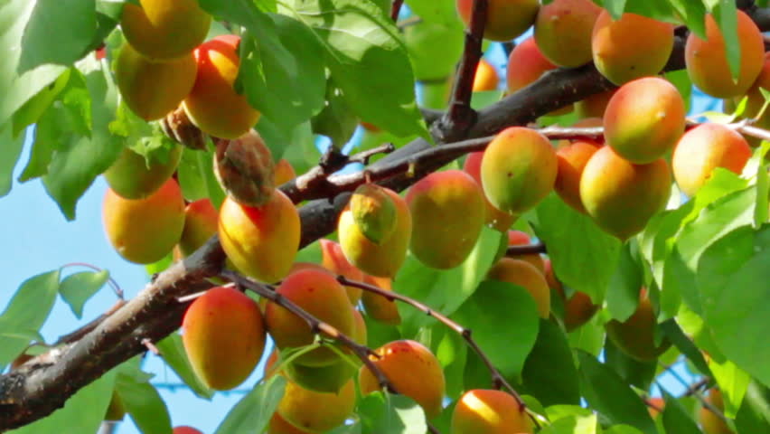 Fukuoka City Fukuoka Prefecture,Japan October,14 2016?Rural Of ...