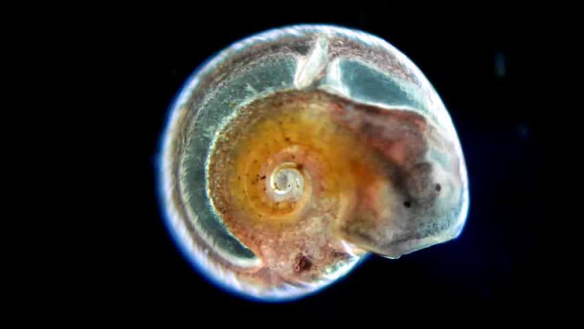 Live Snail And Its Heartbeat Under Microscope, Magnification 40x Stock ...