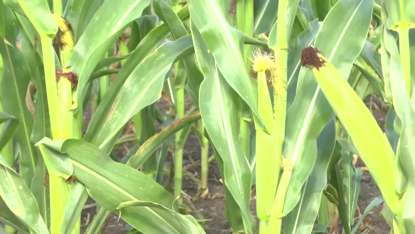 Field of a Corn Stock Footage Video (100% Royalty-free) 4395140 ...