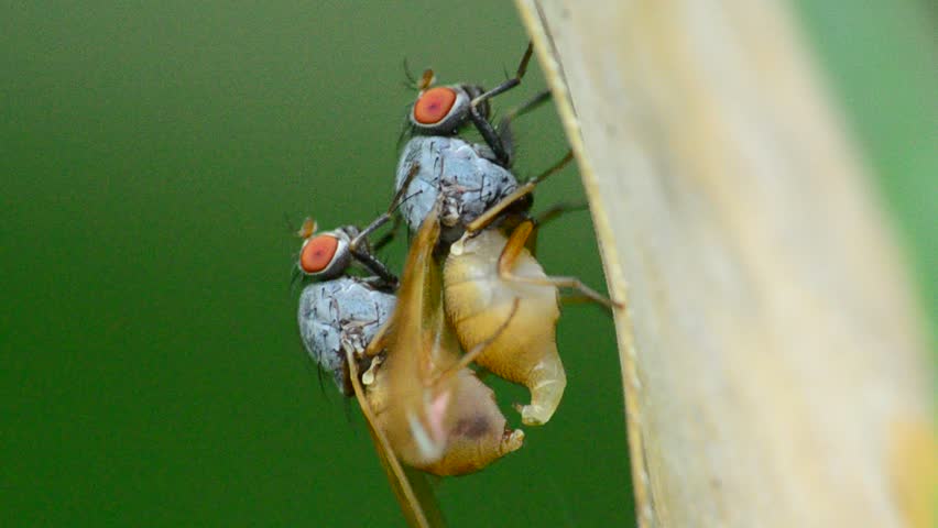 Animals Mating Stock Video Footage - 4K and HD Video Clips | Shutterstock