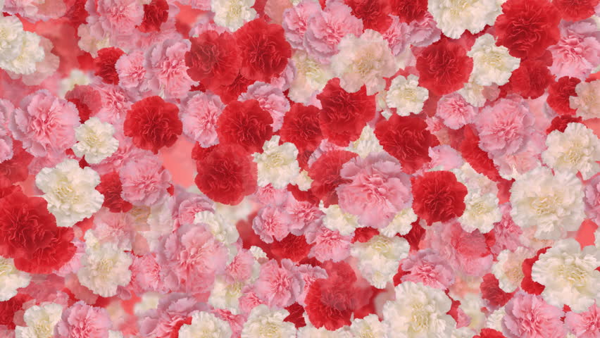 Stock video of carnation flower backgrounds | 460300 | Shutterstock