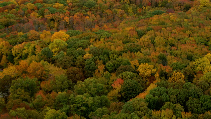 Aerial Shot of Trees in Stock Footage Video (100% Royalty-free) 4662020 ...