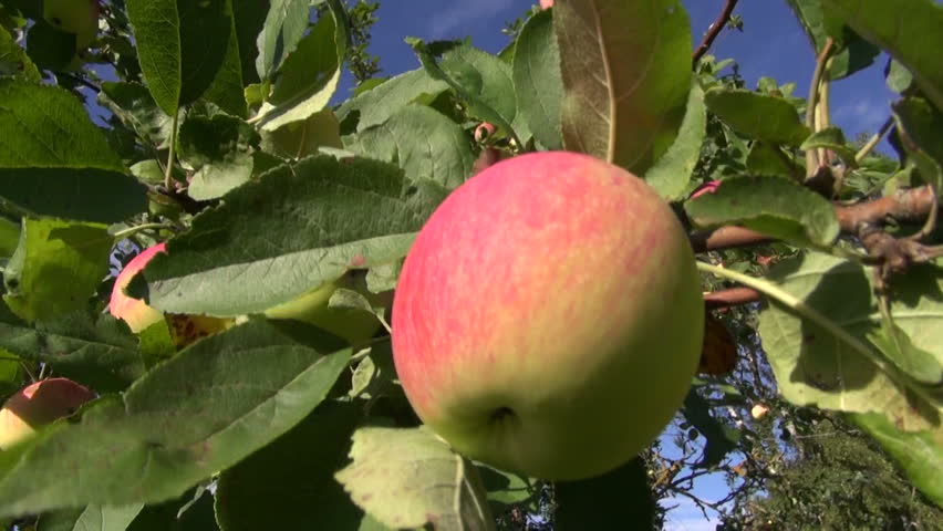 Fresh Summer Apple On Tree Stock Footage Video (100% Royalty-free ...
