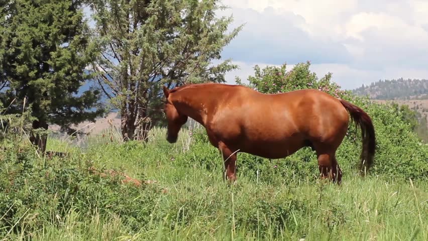Large Red Mare Horse Content Stock Footage Video (100% Royalty-free ...