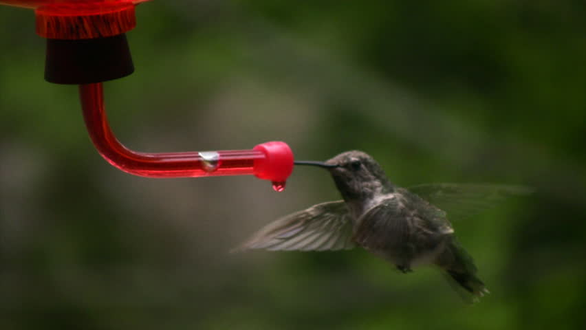 Hummingbird 8 Fly Away Slow Stock Footage Video (100% Royalty-free ...