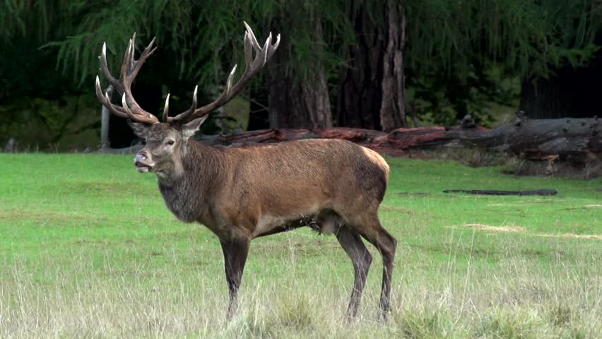 White Roe Deer Stag In Field Stock Footage Video 2659931 | Shutterstock