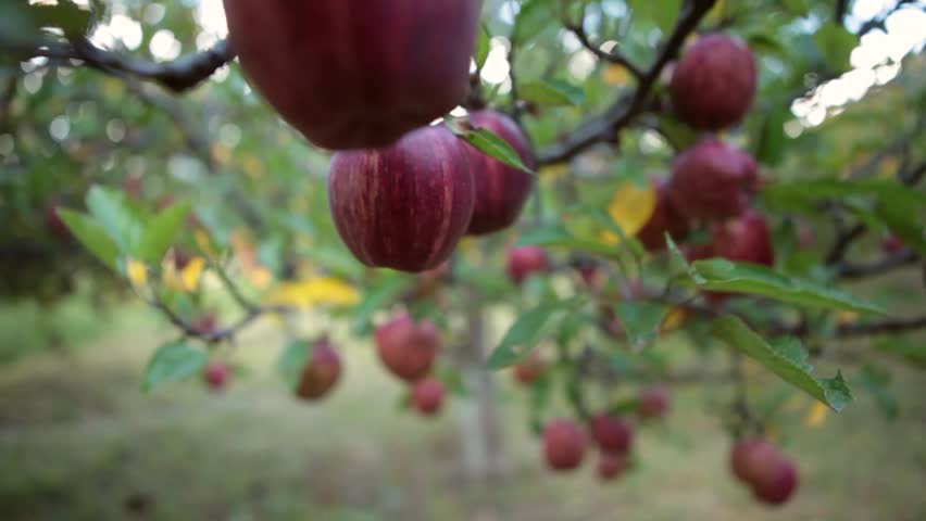 Static Shot: Close Up Of Apples In A Tree. Apples Trees Of Marpha ...